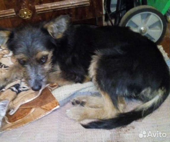 Очень испуганная малышка щенок найдена