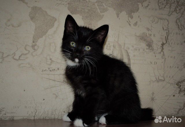 Котёнок Амур в добрые руки