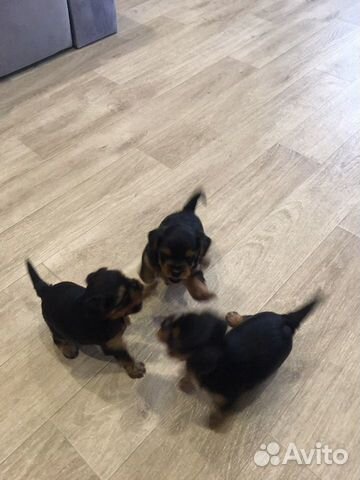 Йоркширский терьер стандарт