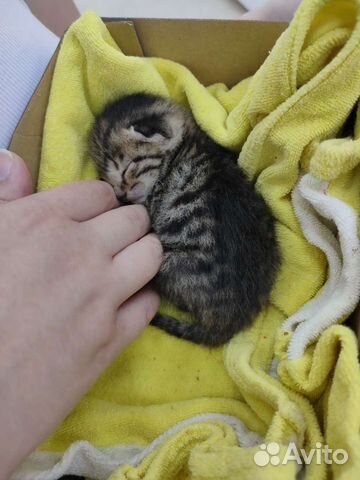 Котенок 2 недели в очень заботливые руки