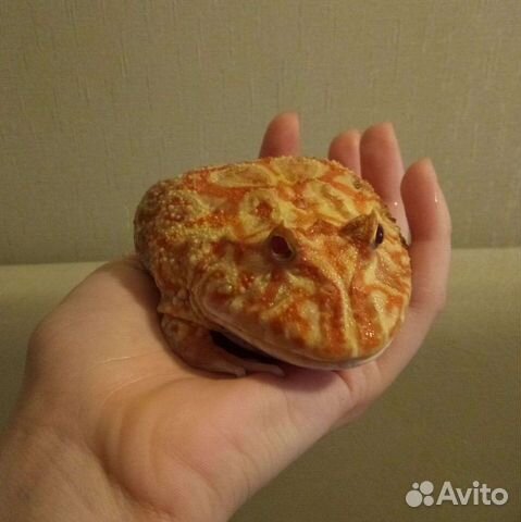 Лягушка Чакская рогатка