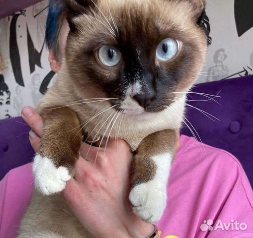 Котёнок, котята готова помочь с поиском