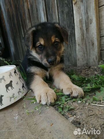 Щенок в добрые руки бесплатно