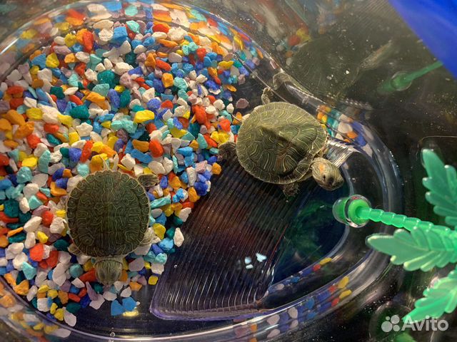 Красноухая черепаха с аквариумом