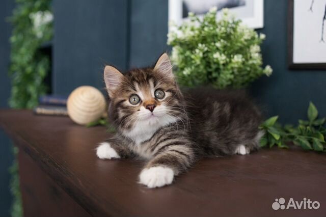 Мистер Икс. Котёнок курильский бобтейл