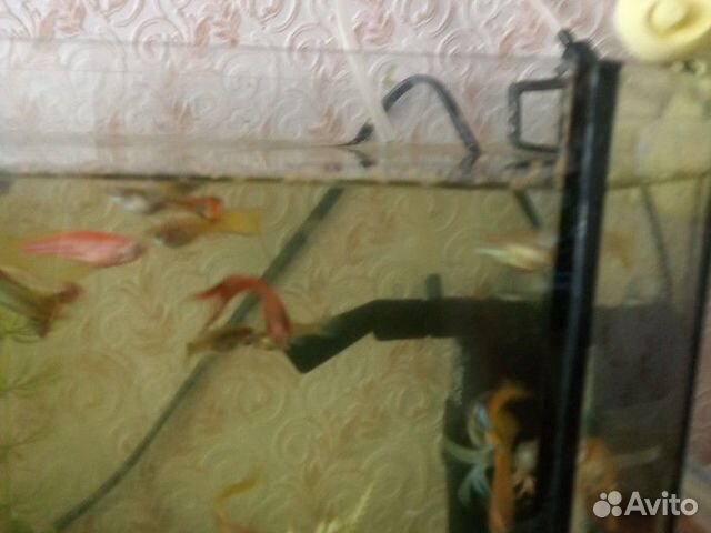 Рыбки Гуппи, разного возраста и света