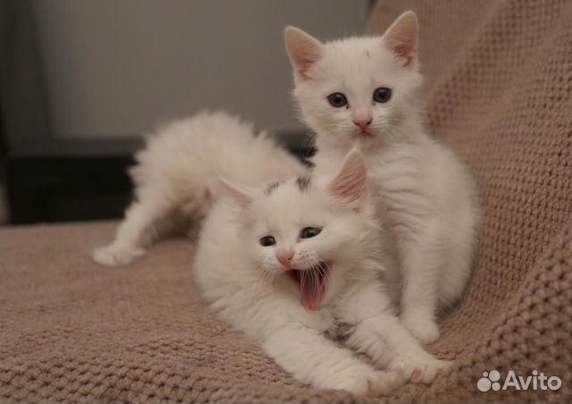 Турецкая ангора