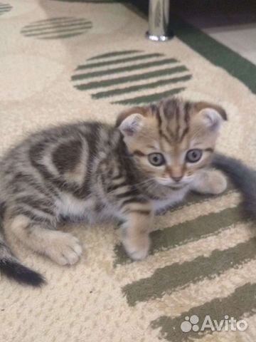 Продам Шотландского вислоухого котика