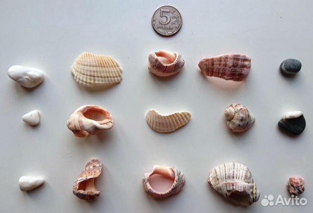Морские Камни Ракушки Морские Камешки Раковины