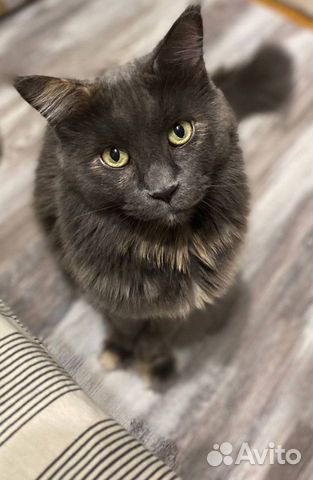 Кошка