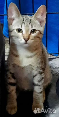 Красивые котята 2.5 мес ждут вас