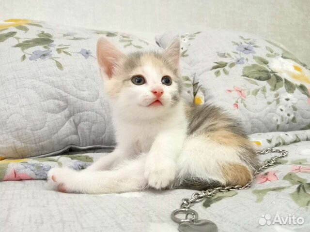 Котёнок Пухля ищет дом