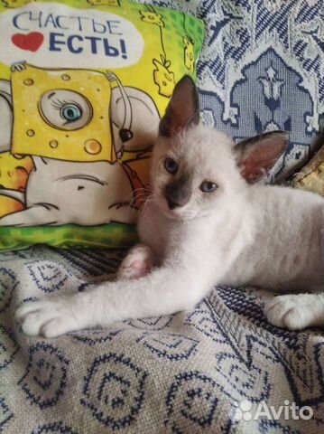 Котенок Сфинксик Браш