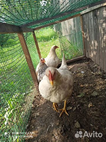 Куры молодки несушки