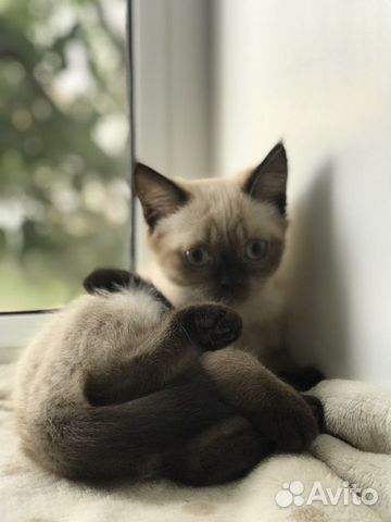 Котенок