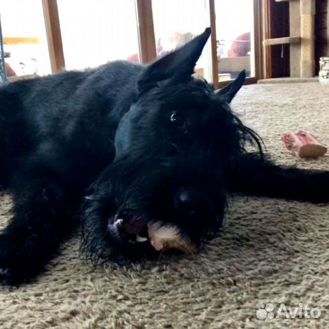 Ризеншнауцер