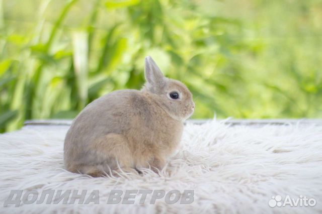 Кролик минор, окрас люкс