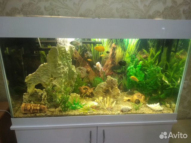 Аквариум 240 литров