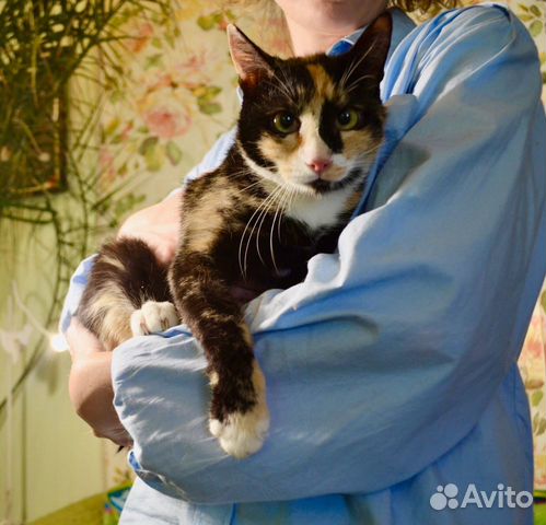 Пеппер - восточная красавица ищет дом