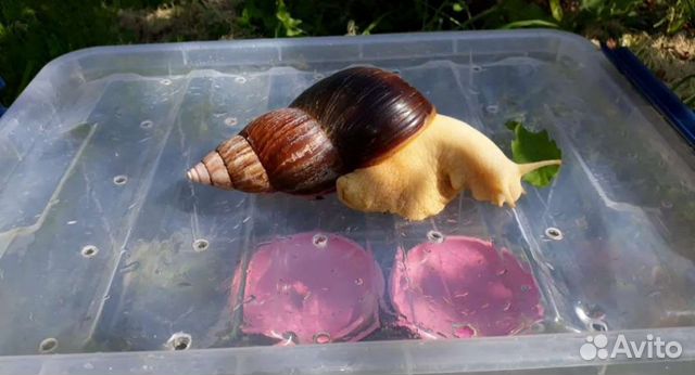 Улитка ахатина взрослая, в подарок тортик или буты