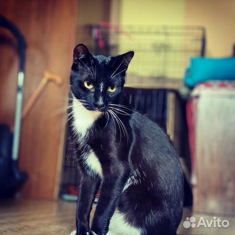 Котик Бэтмен в добрые руки