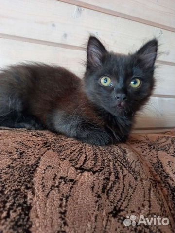Кошка