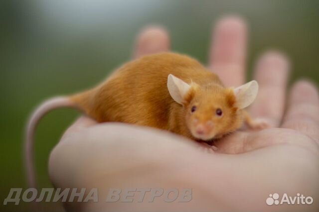 Мышки декоративные ручные, разных окрасов