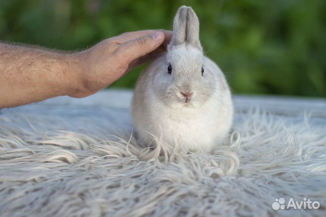 Декоративный кролик девочка, взрослая