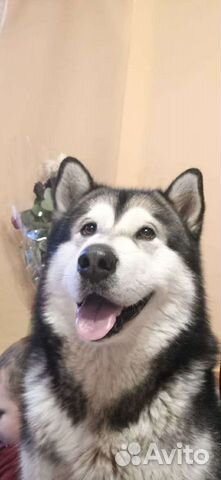 Аляскинский маламут