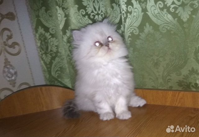 Персидский котенок