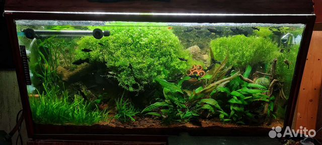 Аквариумные растения