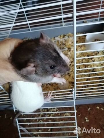 Декоративная крыса