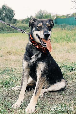Веселый активный пёс ищет хозяев