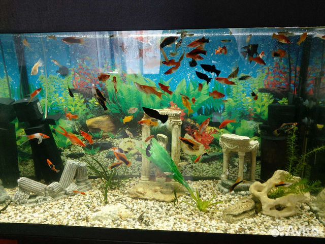 Рыбки гуппи.меченосцы.молинезии