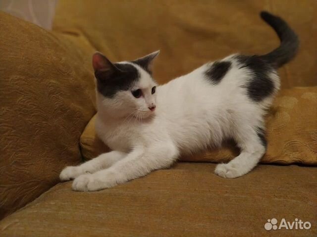 Котёнок девочка бесплатно