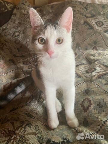 Котенок Шелби 4 мес