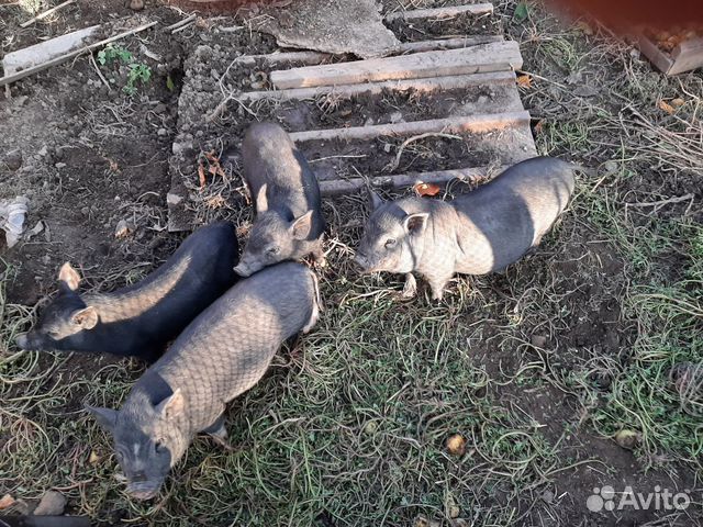 Вьетнамские вислобрюхие поросята