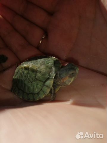 Черепаха