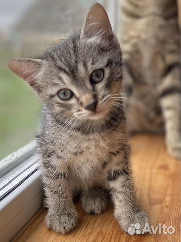 Красивые котята в ответственные ручки