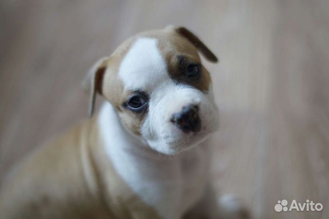 Стаффордширский терьер девчонки (питомник)