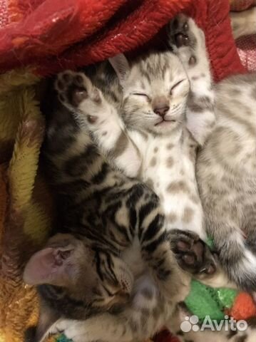 Бенгальские котята