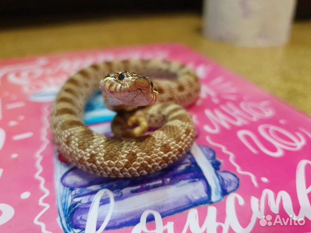 Свиноносый уж конда