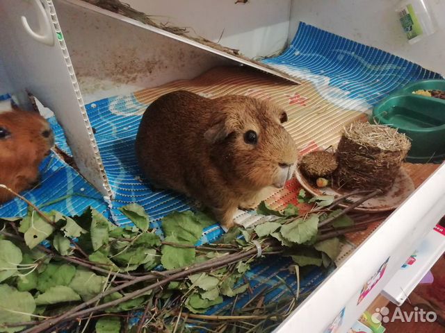Морские свинки