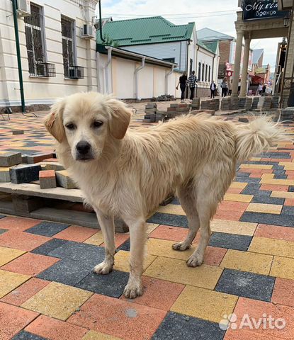 Ищет дом не крупный пёсик Мартин