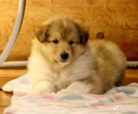 Пушистые колляшки