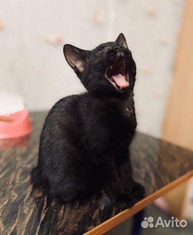 Черный котенок