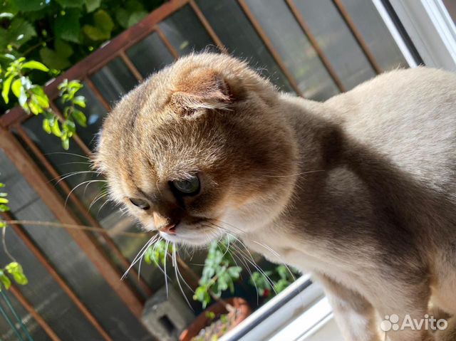 Шотландский кот на вязку