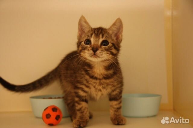 Котенок Бурундучек