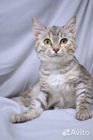 Кошечка-милашка Малинка ищет семью
