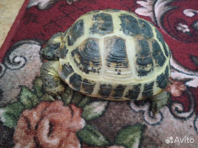 Черепаха сухопутная